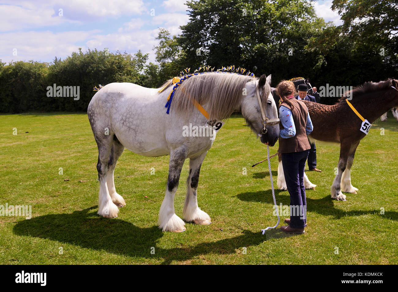 Shire horse bridle hi-res stock photography and images - Alamy