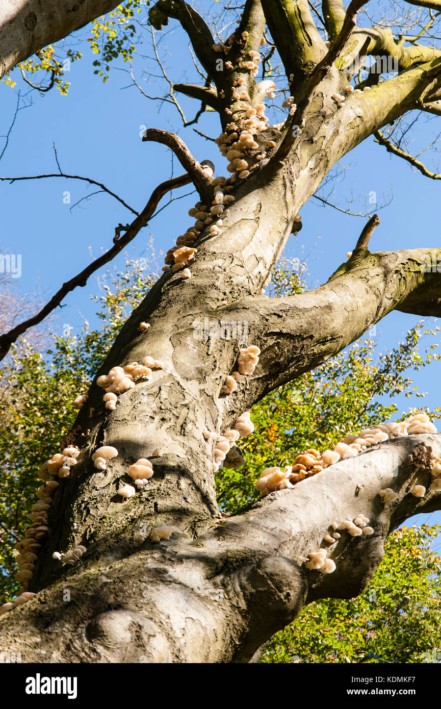 Mushrooms on a Tree Stock Photo - Alamy