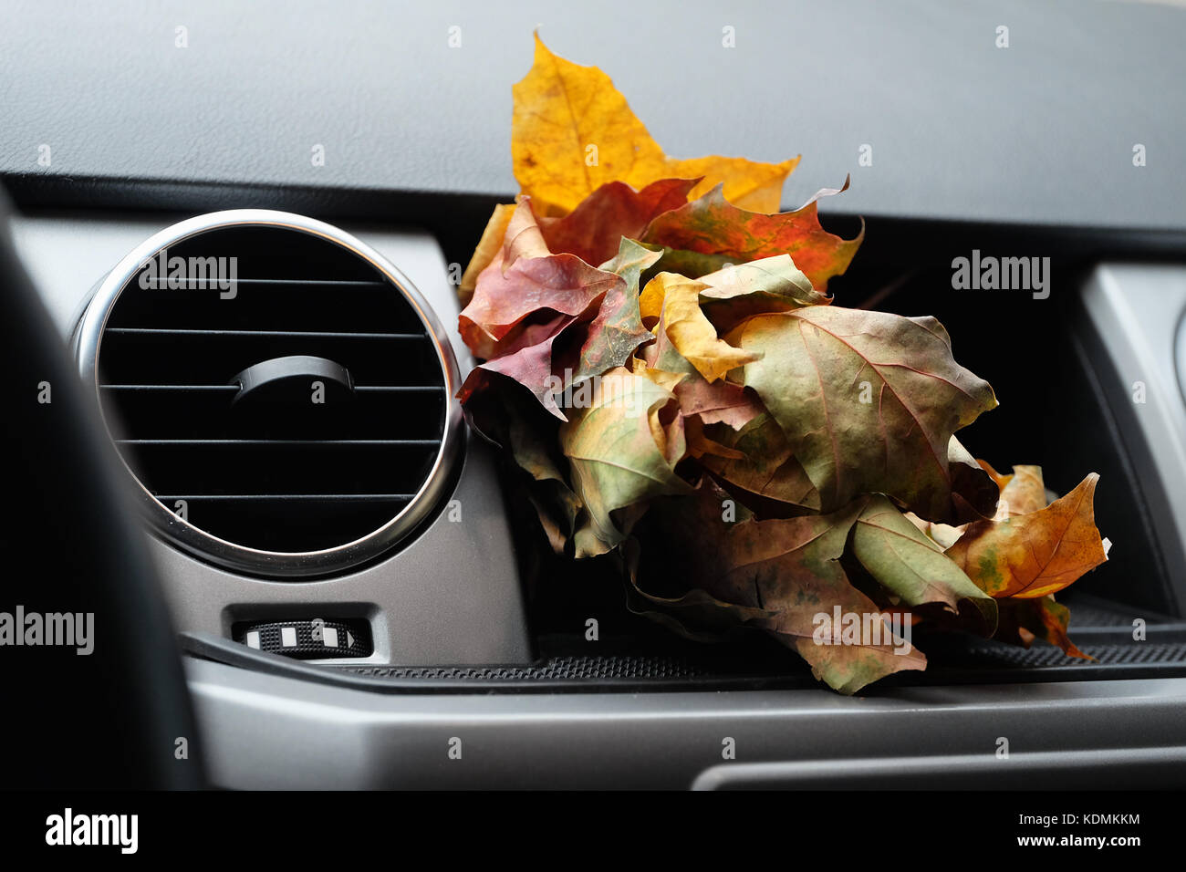 Colorful autumn leaves on a car dashboard, closeup photo Stock Photo ...
