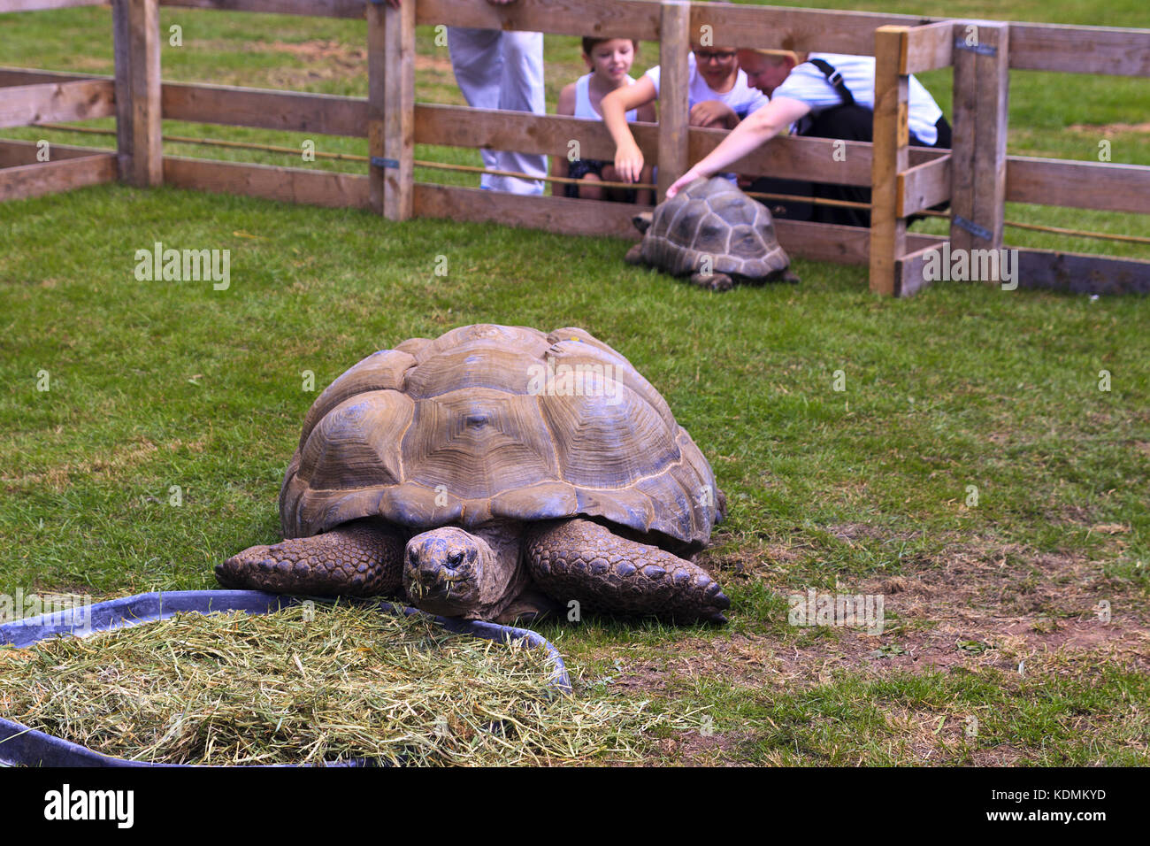 Aldabra giant tortoise testudo hi-res stock photography and images - Alamy