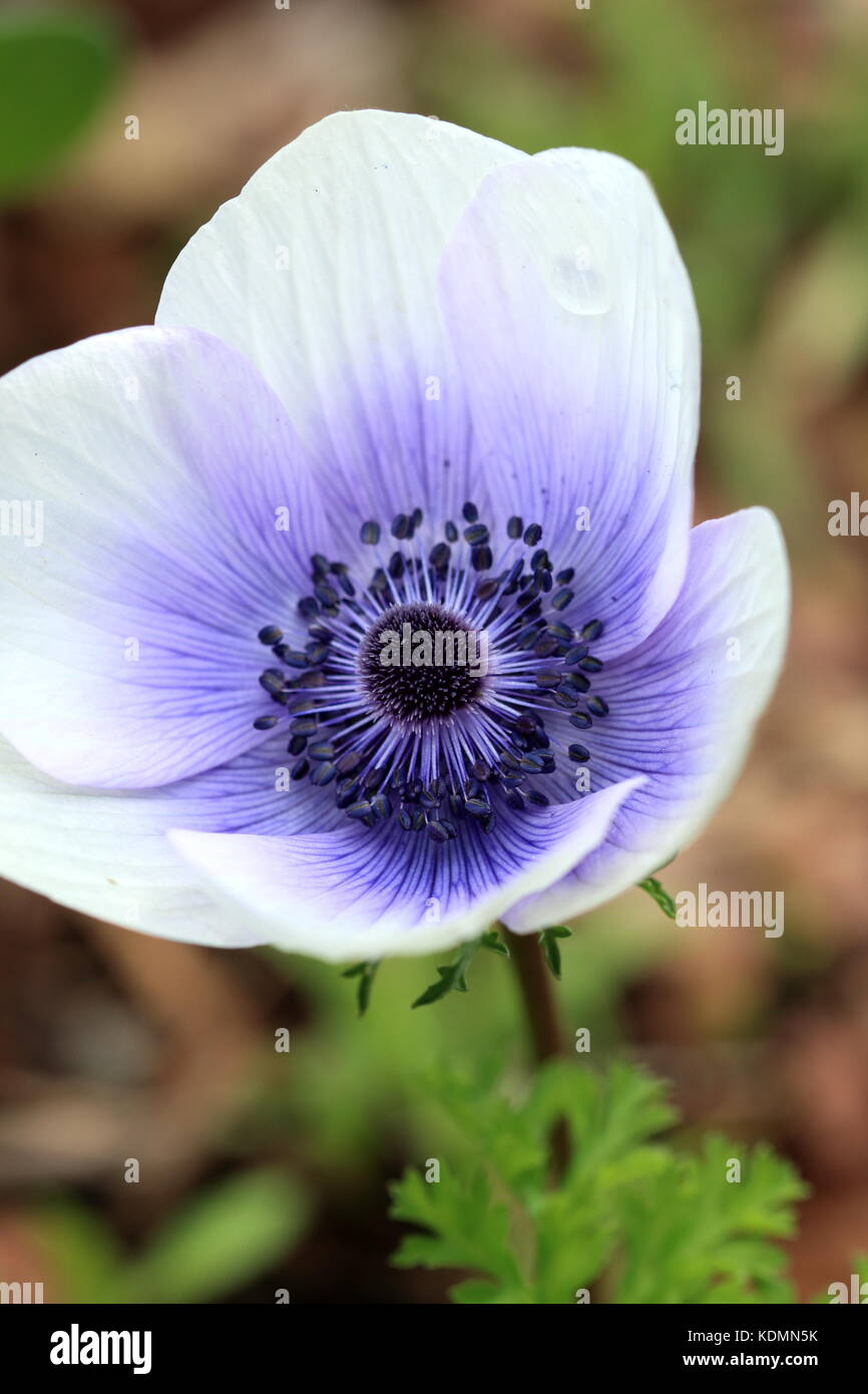 White and purple flower petals hi-res stock photography and images - Alamy