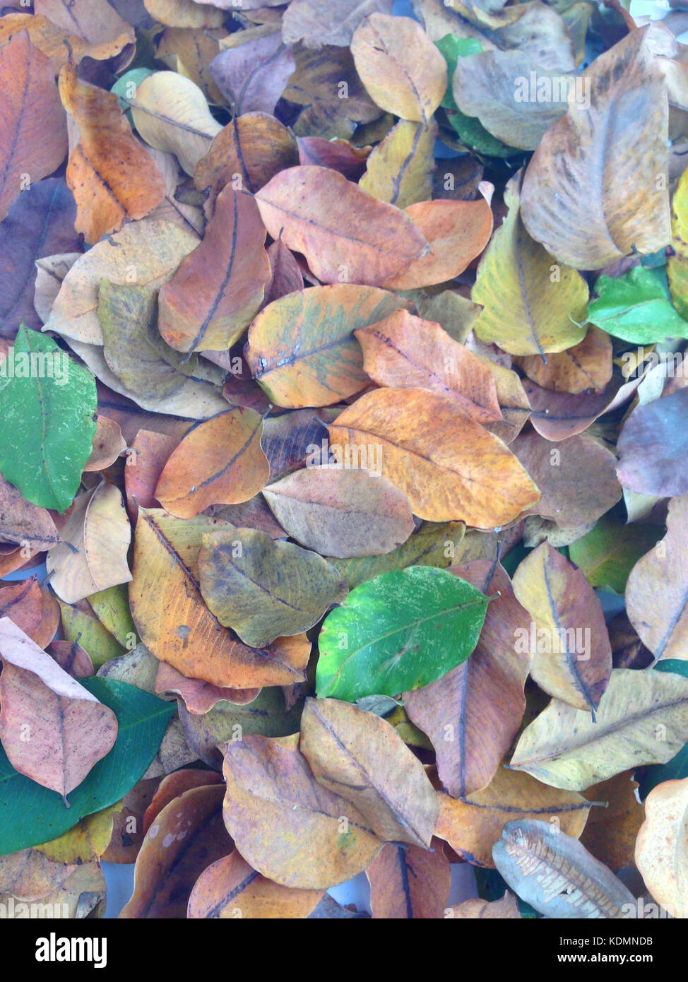 colorful of dry leaves background Stock Photo - Alamy
