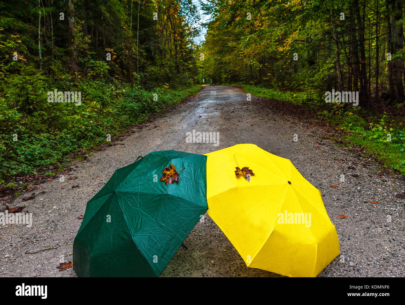 Bright umbrellas on a forest path on a rainy day Stock Photo - Alamy