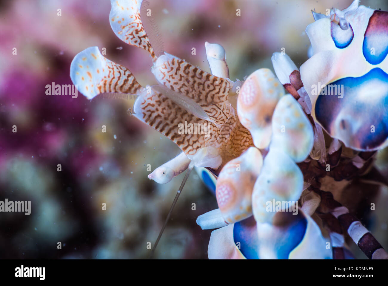Harlequin shrimp, Hymenocera picta Dana, 1852, Kushimoto, Wakayama ...