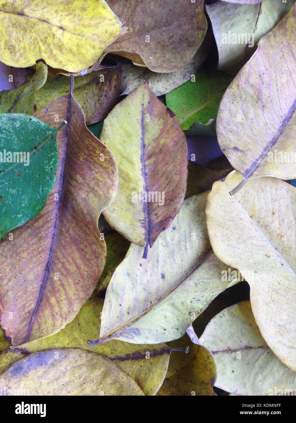 colorful of dry leaves background Stock Photo - Alamy