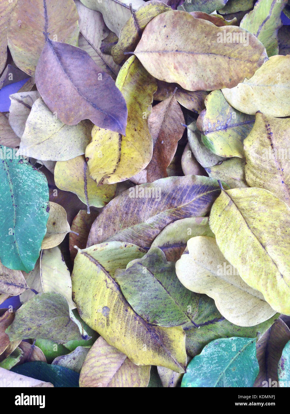 colorful of dry leaves background Stock Photo - Alamy