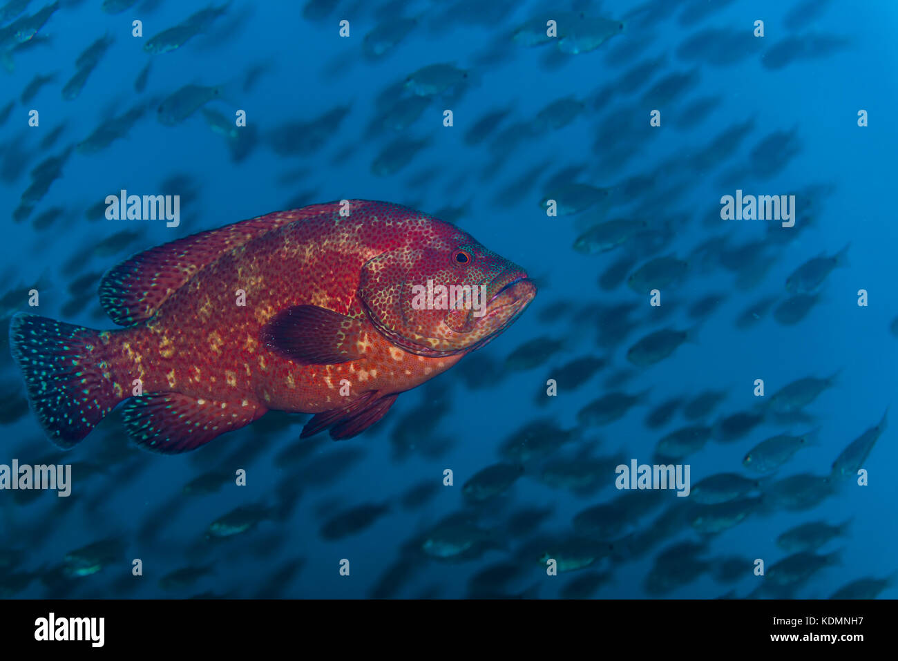 Tomato hind, Cephalopholis sonnerati (Valenciennes, 1828) swimming with ...
