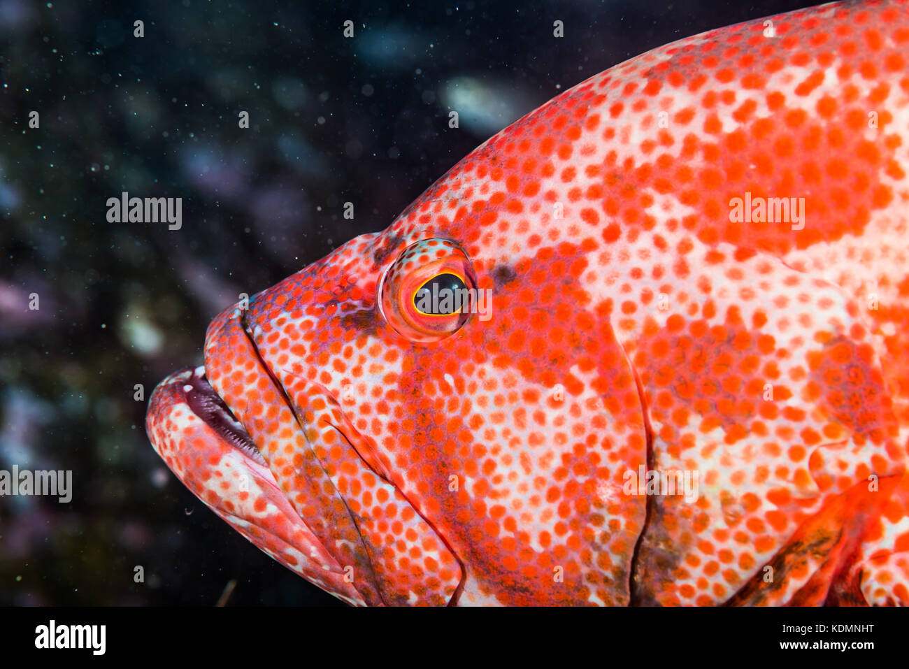 Face of Tomato hind, Cephalopholis sonnerati (Valenciennes, 1828 ...