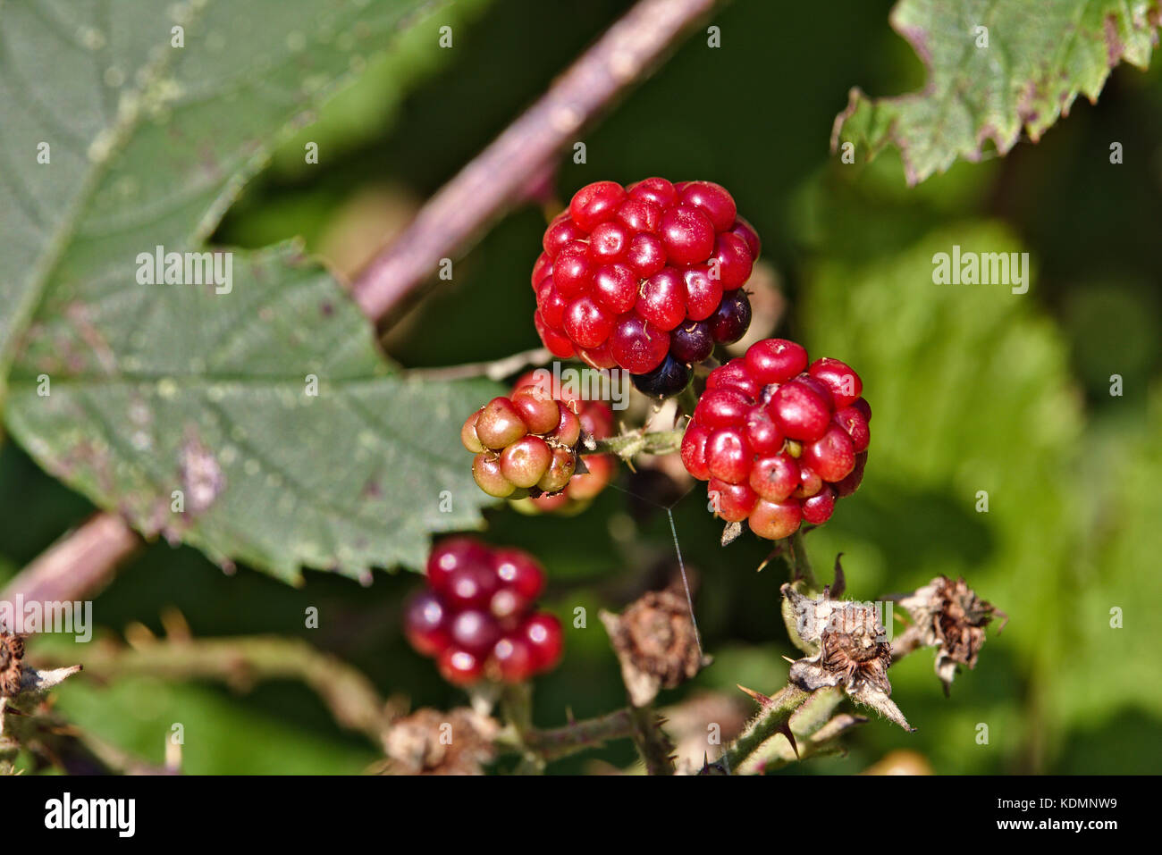 Wild raspberries with green leaves in the background Stock Photo - Alamy
