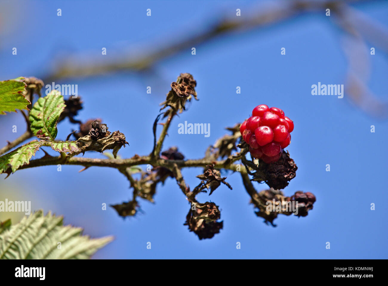 Wild raspberry on a branch with clear blue sky in the background Stock ...