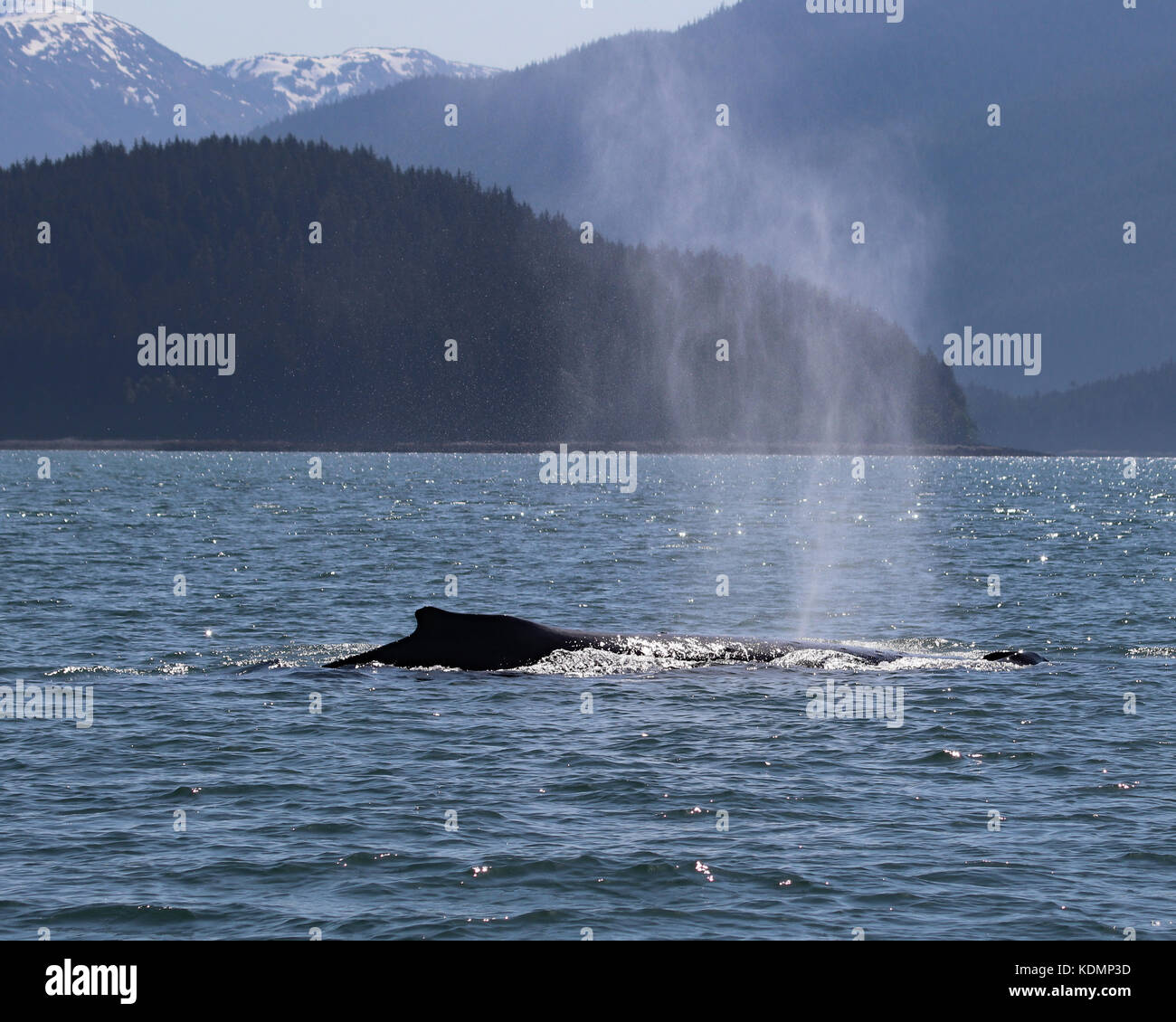 Humpback whale pectoral hi-res stock photography and images - Alamy