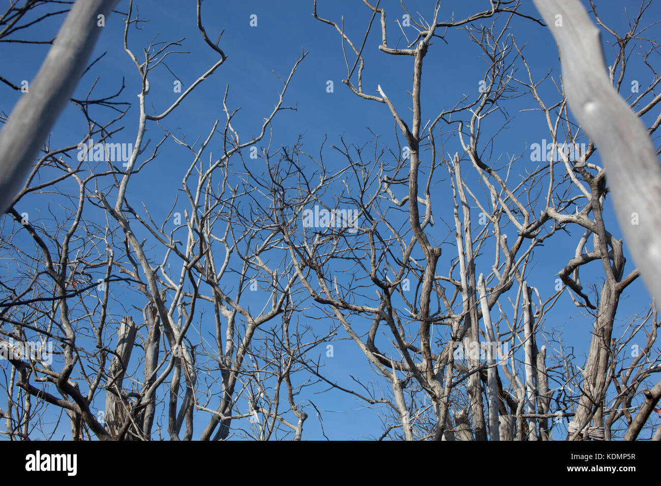 Dead tree branches in blue sky Stock Photo - Alamy