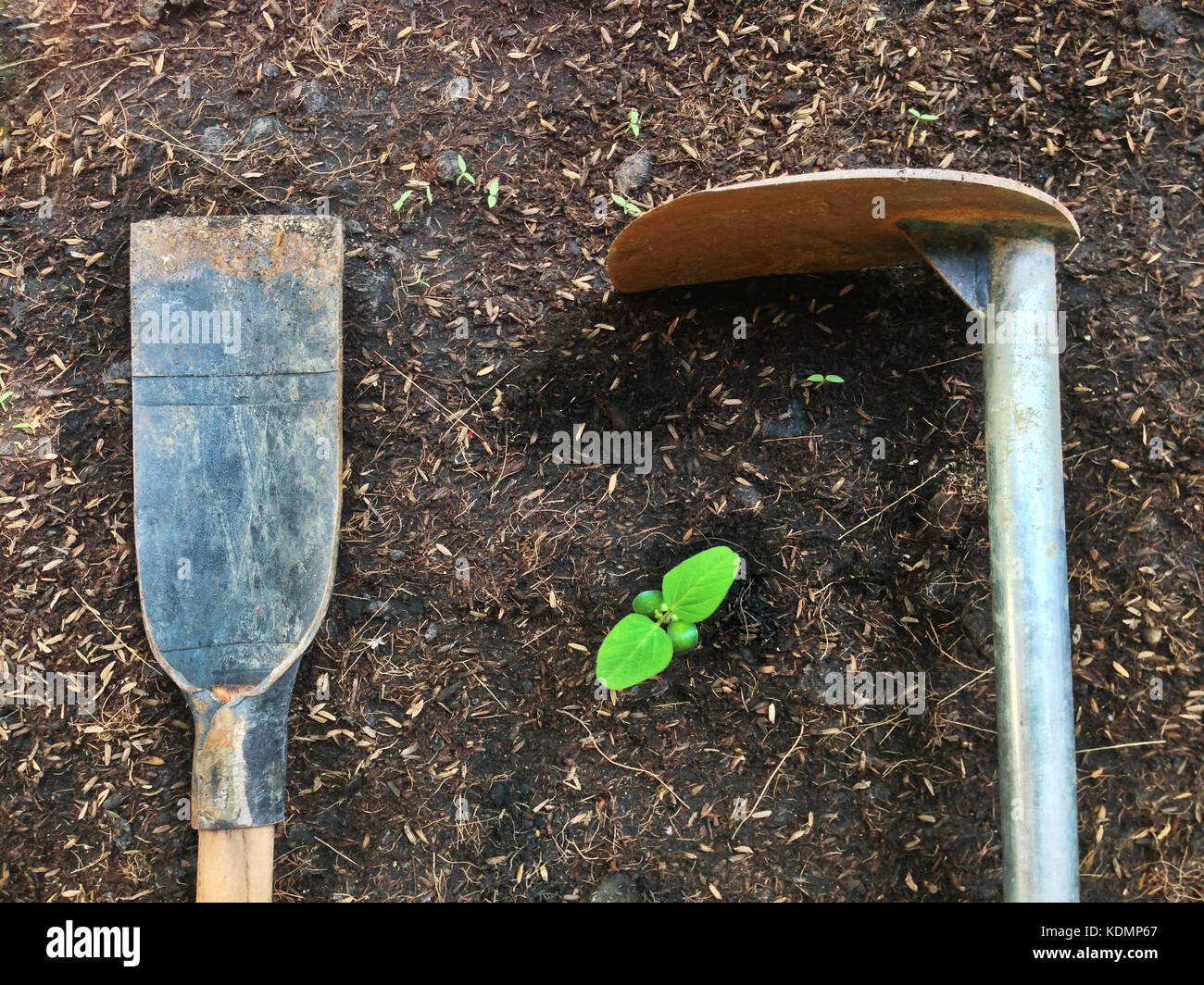 Hoe and Spade with sprout Stock Photo - Alamy