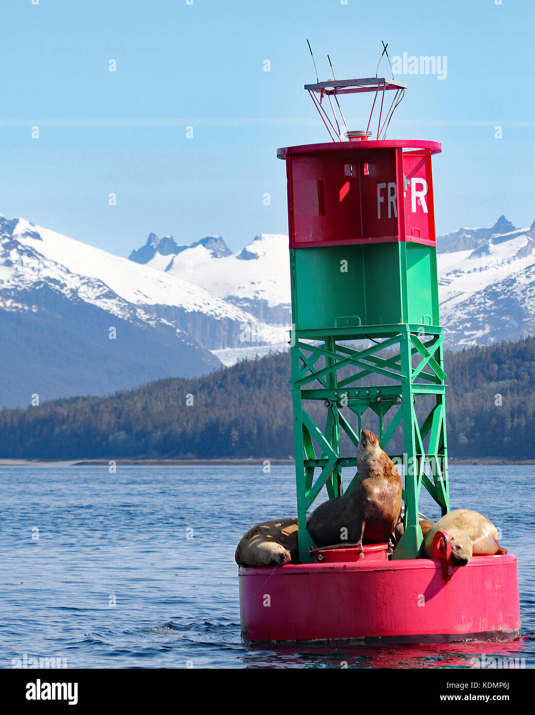 Adorable Sea Lions floating on buoy with mountain landscape background ...
