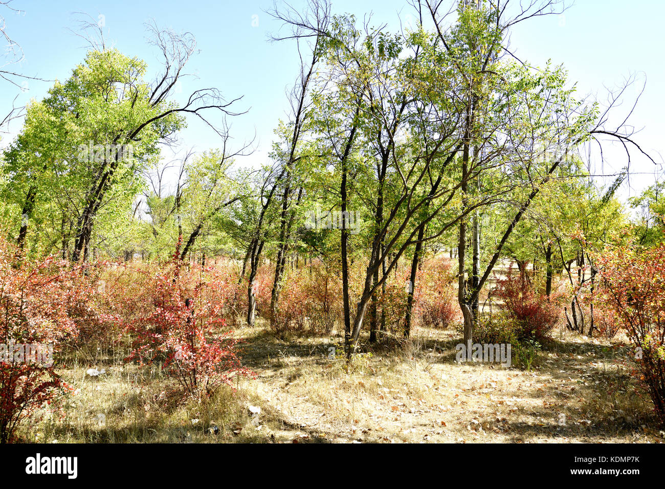 Issyk-Kul Region, Karakichi, Lake Sonkel, Kyrgyzstan Stock Photo - Alamy