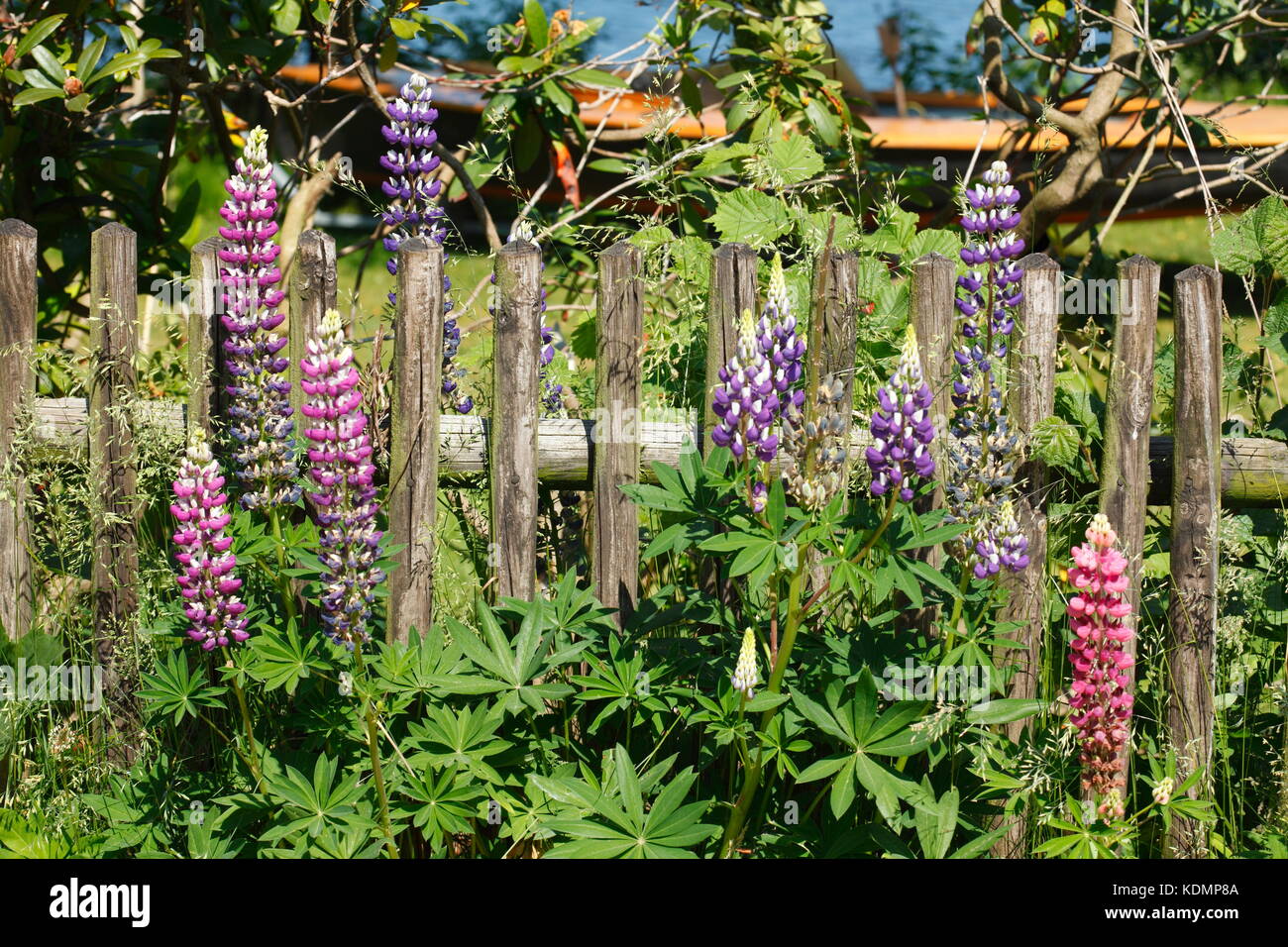Lupins (Lupinus sp.) Flowers, Garden and wooden Garden Fence, Eutin ...
