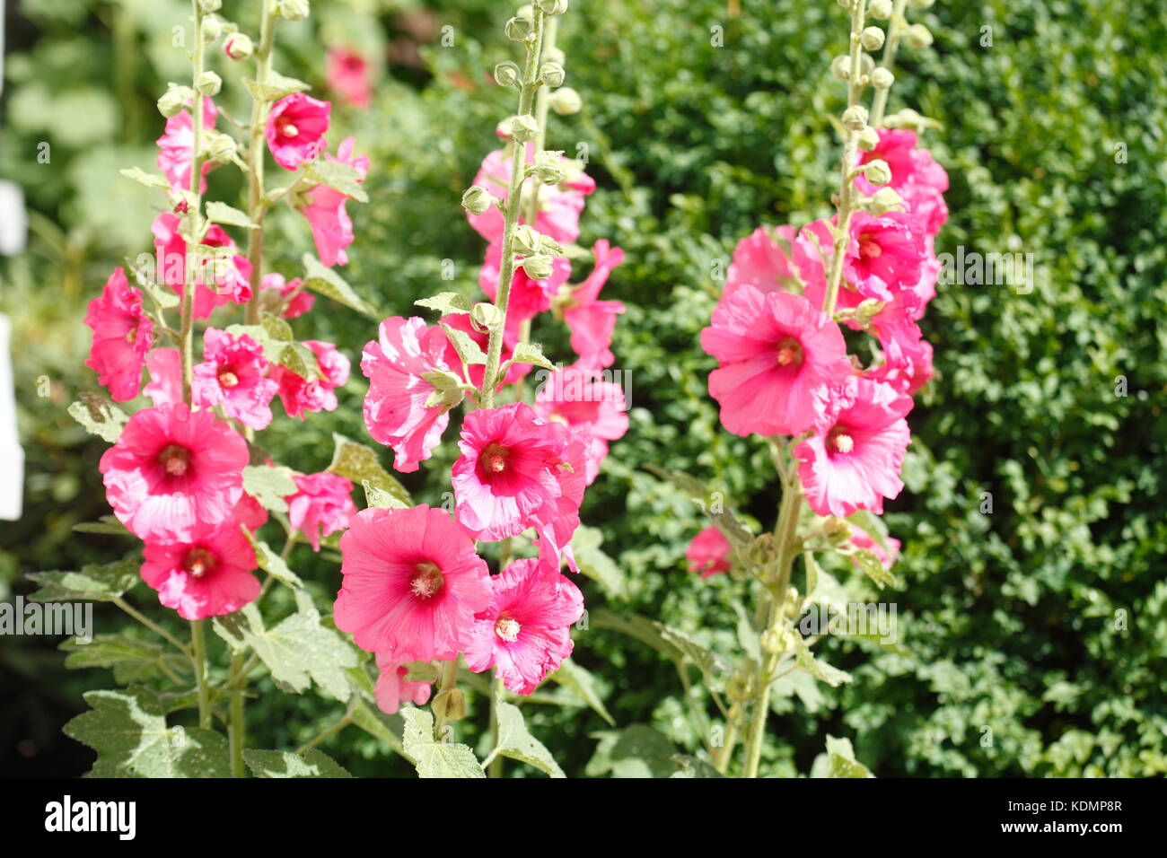 Althaea rosea germany hi-res stock photography and images - Alamy