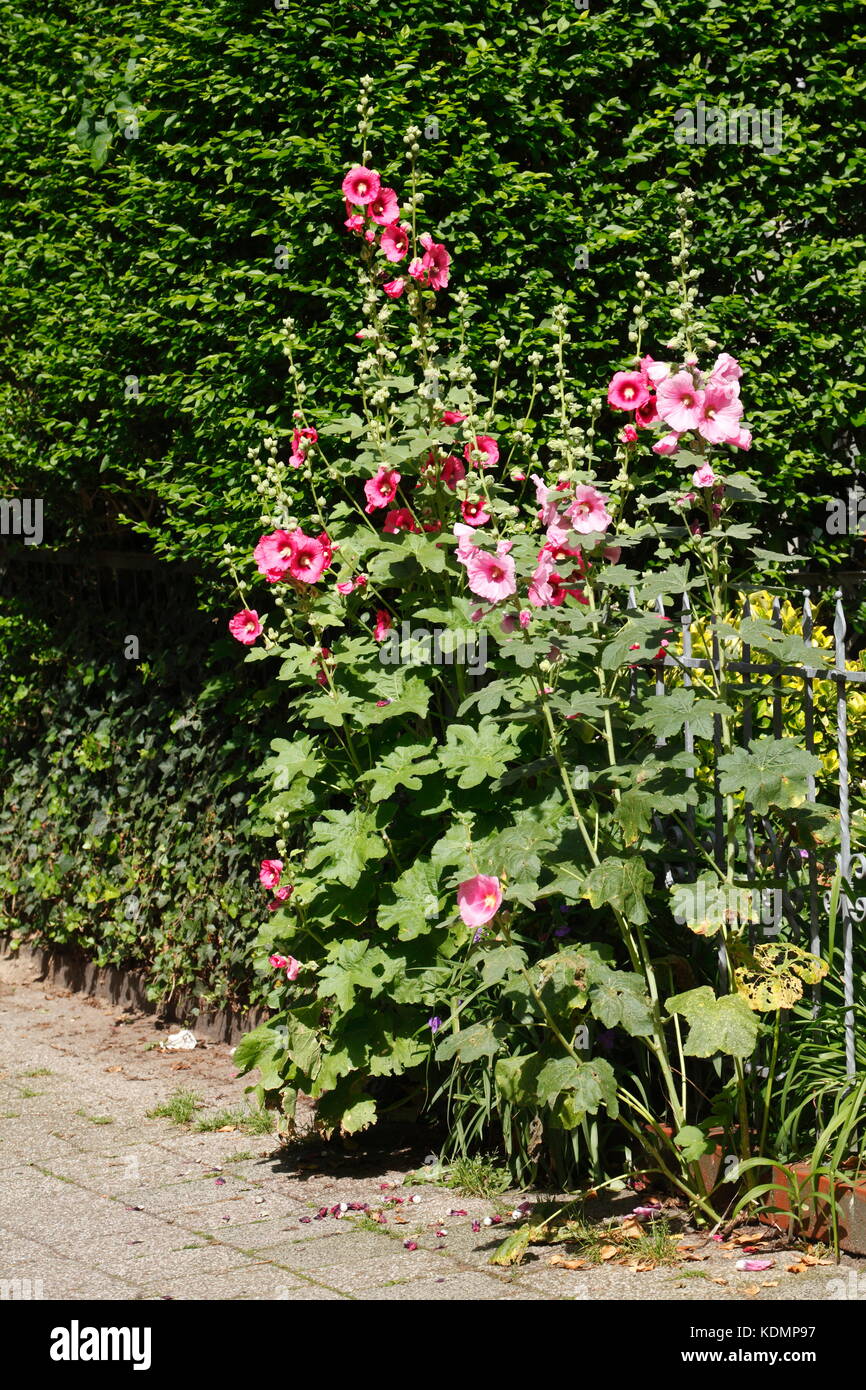 Common hollyhock Stockrose, Stock Mint, (Alcea rosea, Althaea rosea ...