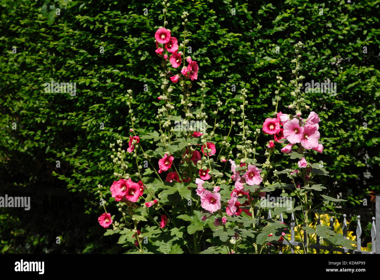 Althaea rosea germany hi-res stock photography and images - Alamy