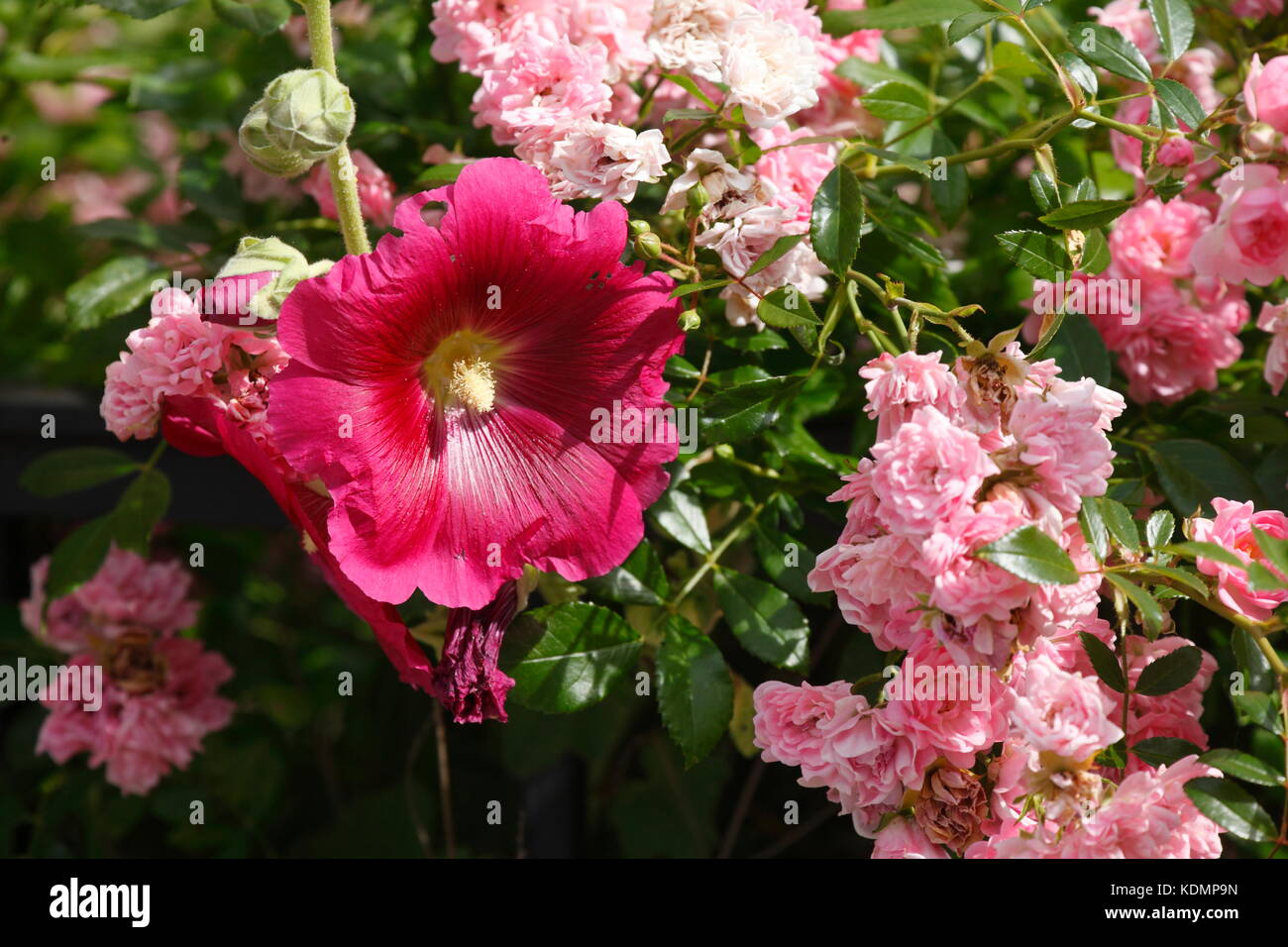 Common hollyhock Stockrose, Stock Mint, (Alcea rosea, Althaea rosea ...
