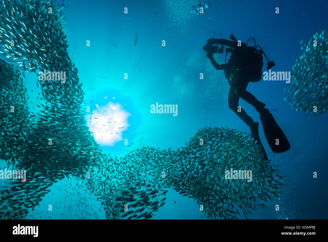 Tornado of fish hi-res stock photography and images - Alamy