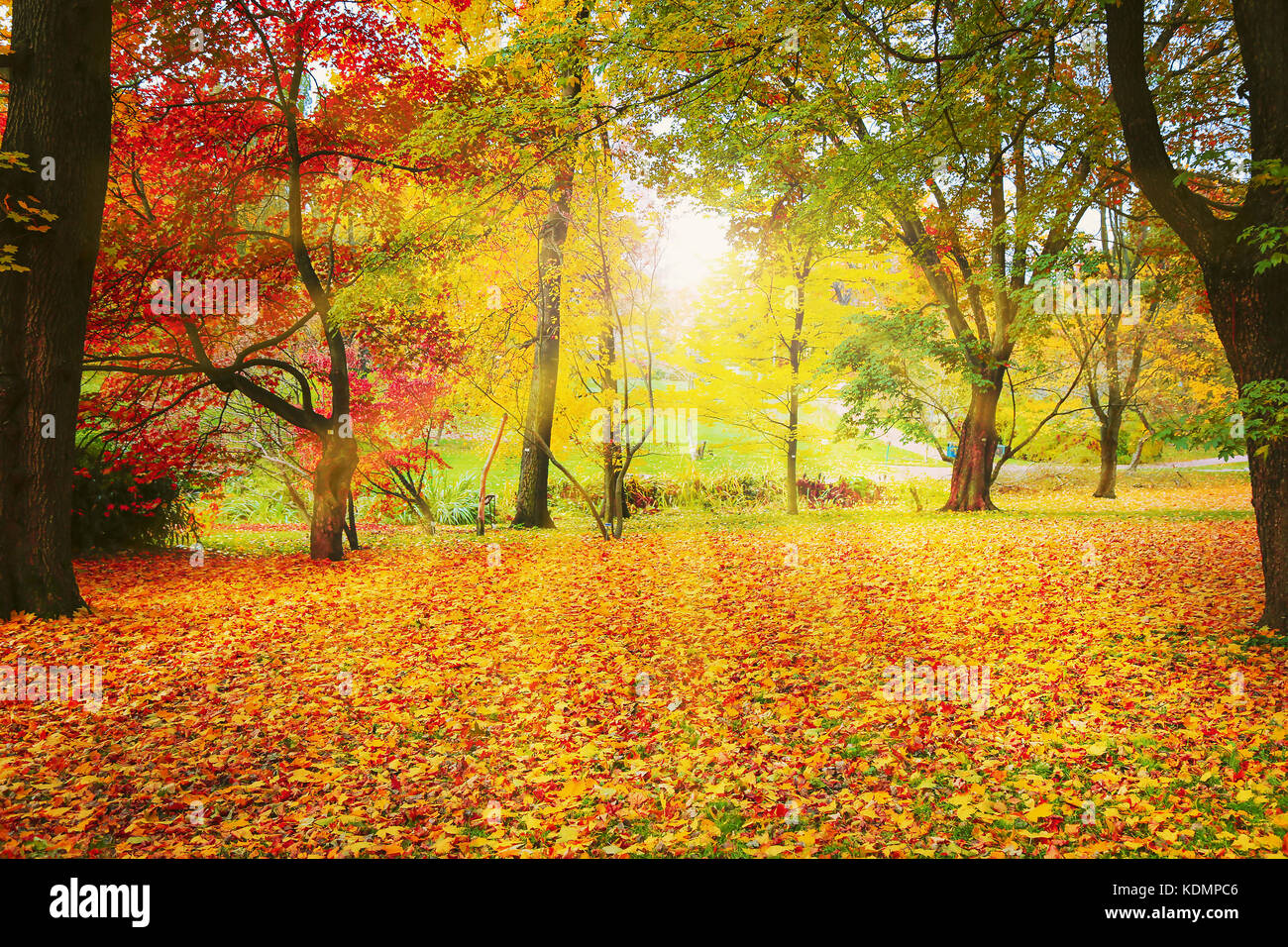 Beautiful autumn trees Stock Photo - Alamy