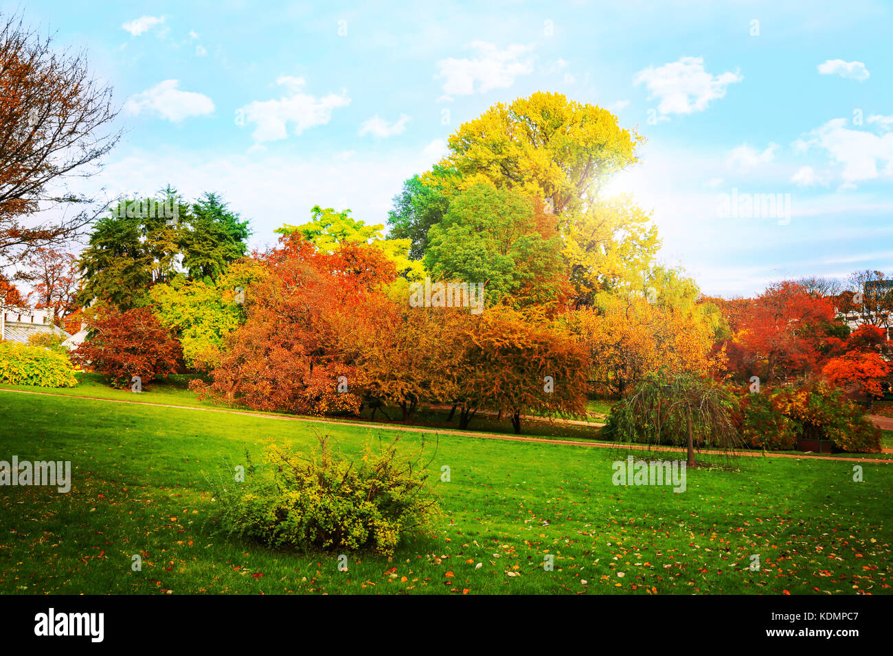 Beautiful autumn trees Stock Photo - Alamy