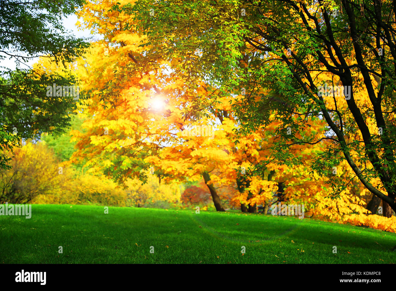Beautiful autumn trees Stock Photo - Alamy