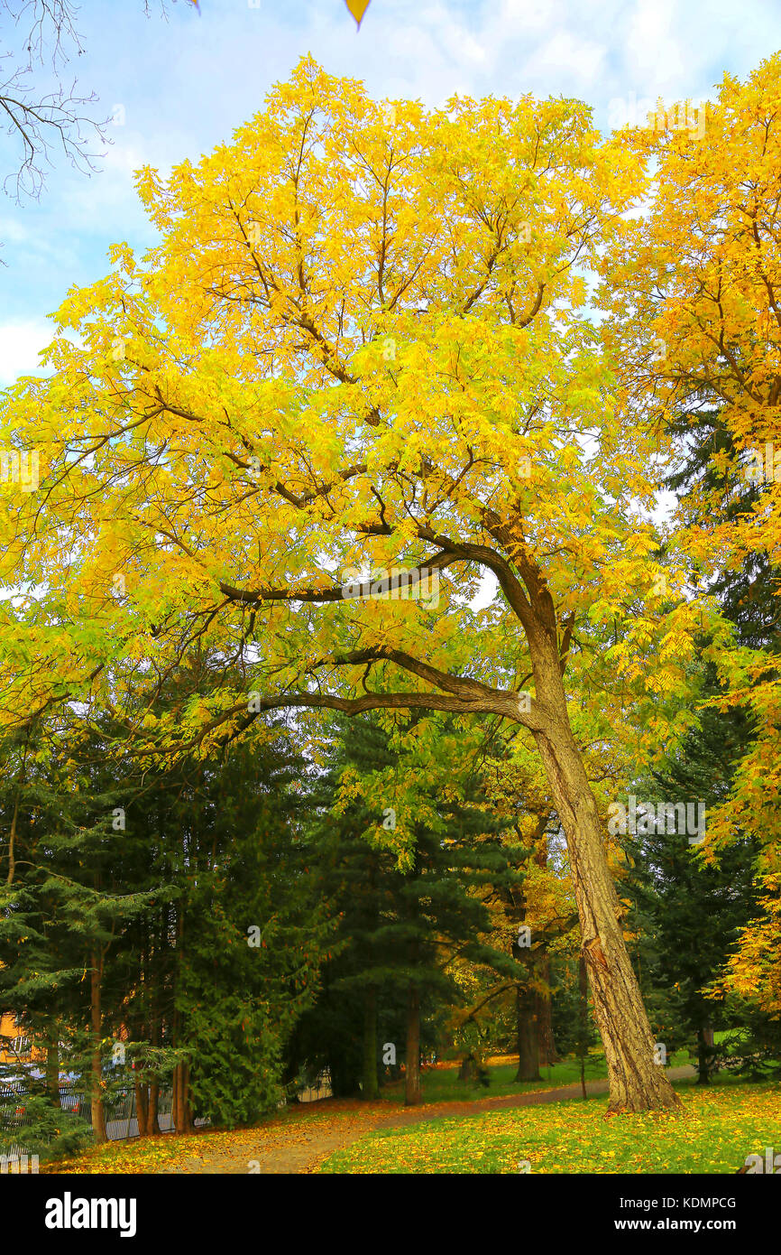 Beautiful autumn trees Stock Photo - Alamy