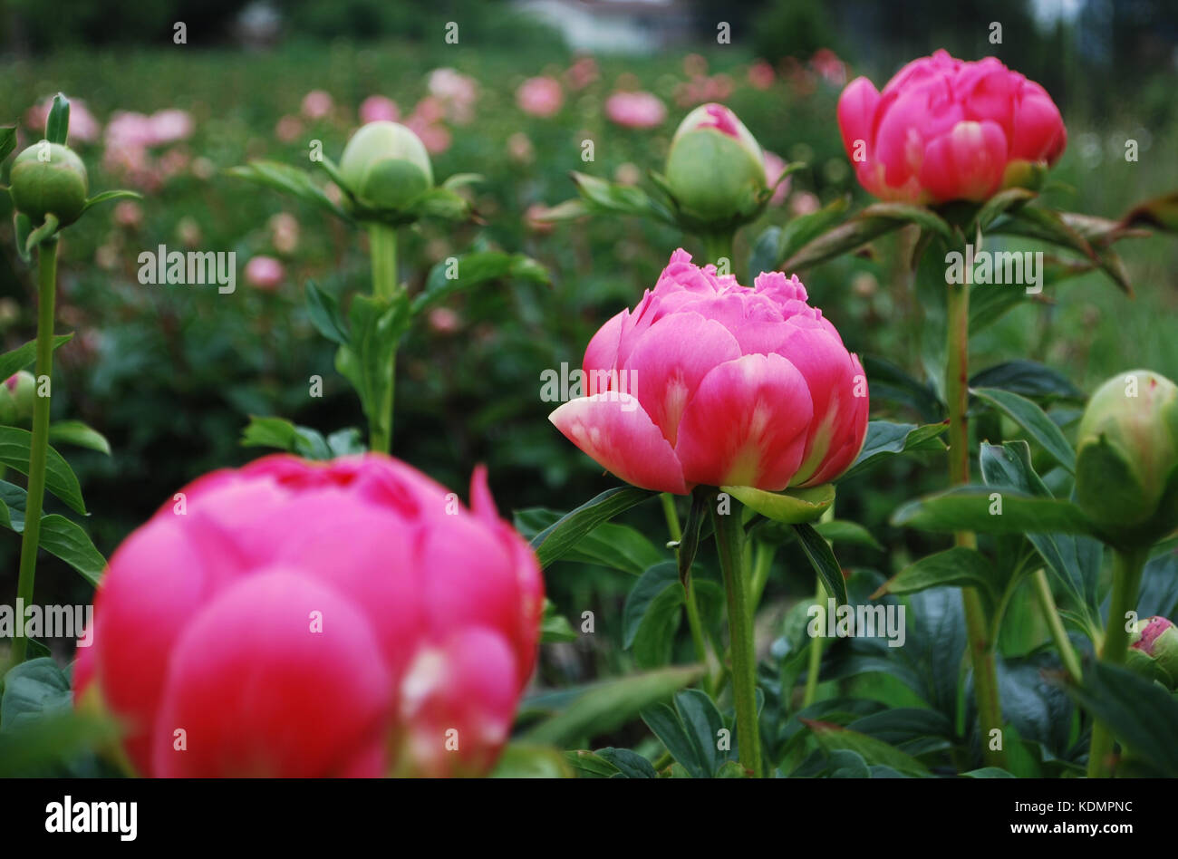 Herbaceous peonies hi-res stock photography and images - Alamy