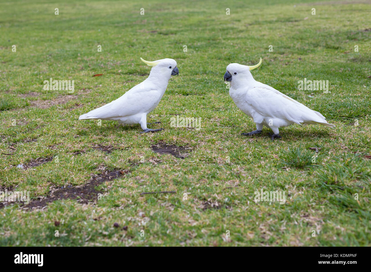 Two white cockatoos playing on a green grass in Australia Stock Photo ...