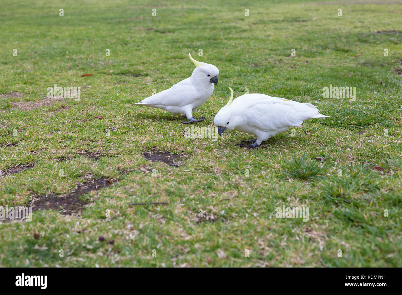 Two white cockatoos playing on a green grass in Australia Stock Photo ...