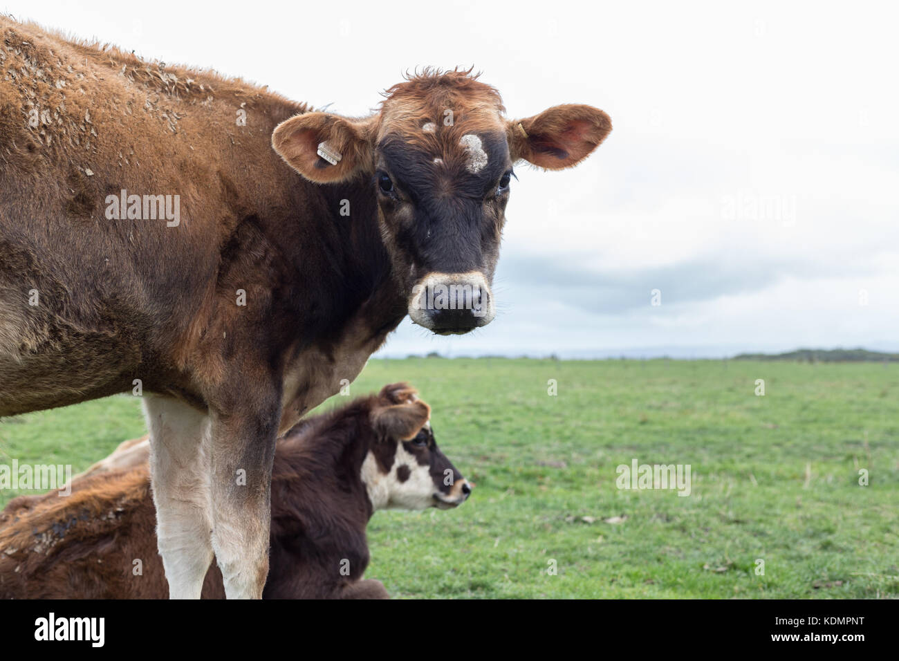 Interesting cows looking into camera and resting on green field Stock ...