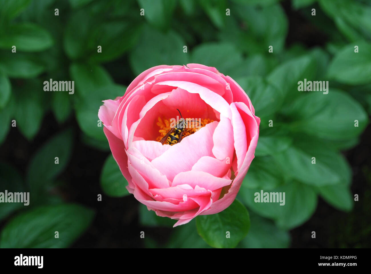 Pink Peony Blooming in the late spring garden Stock Photo - Alamy