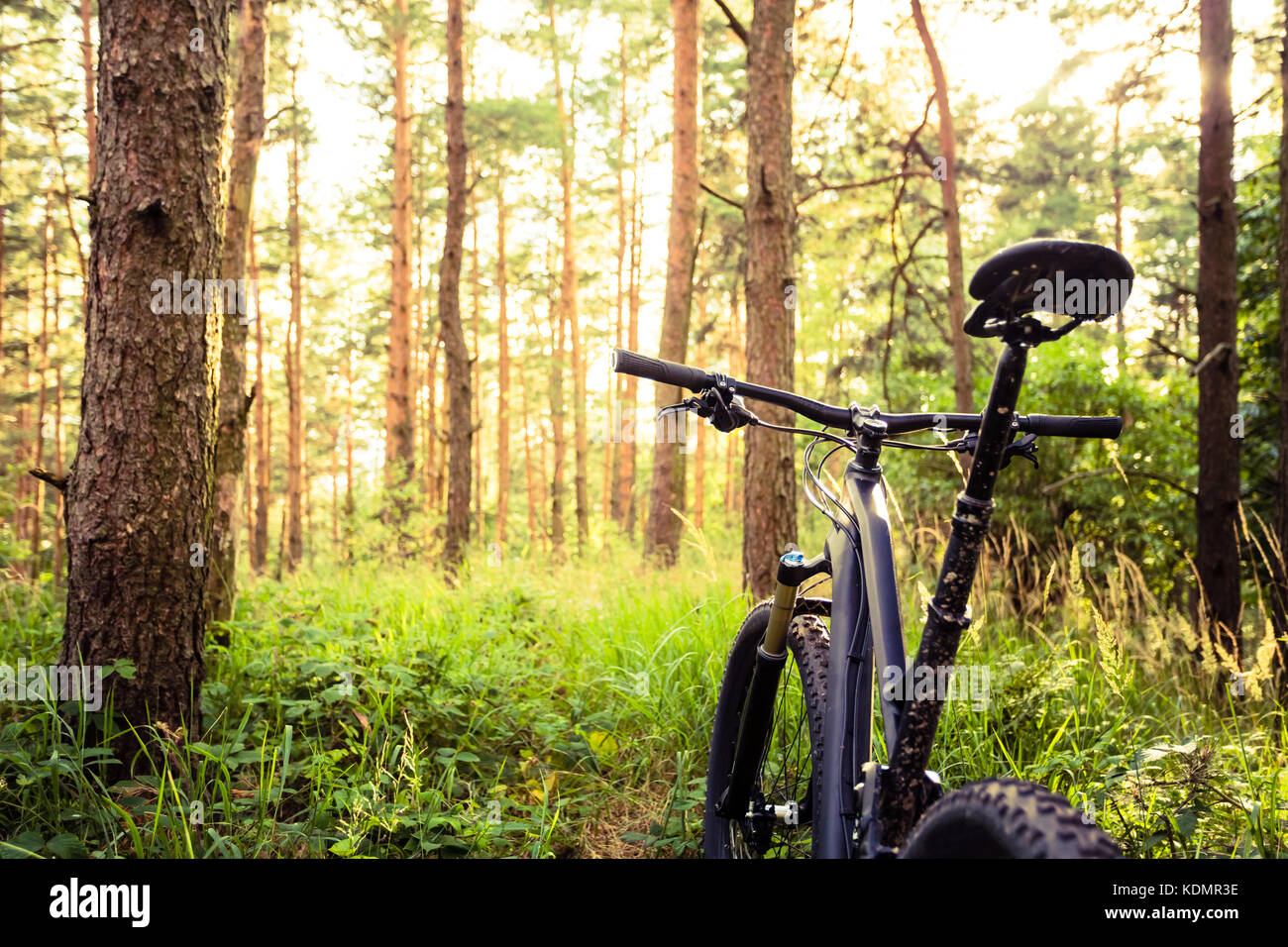 Mountain bike MTB on green summer forest trail, inspirational landscape ...