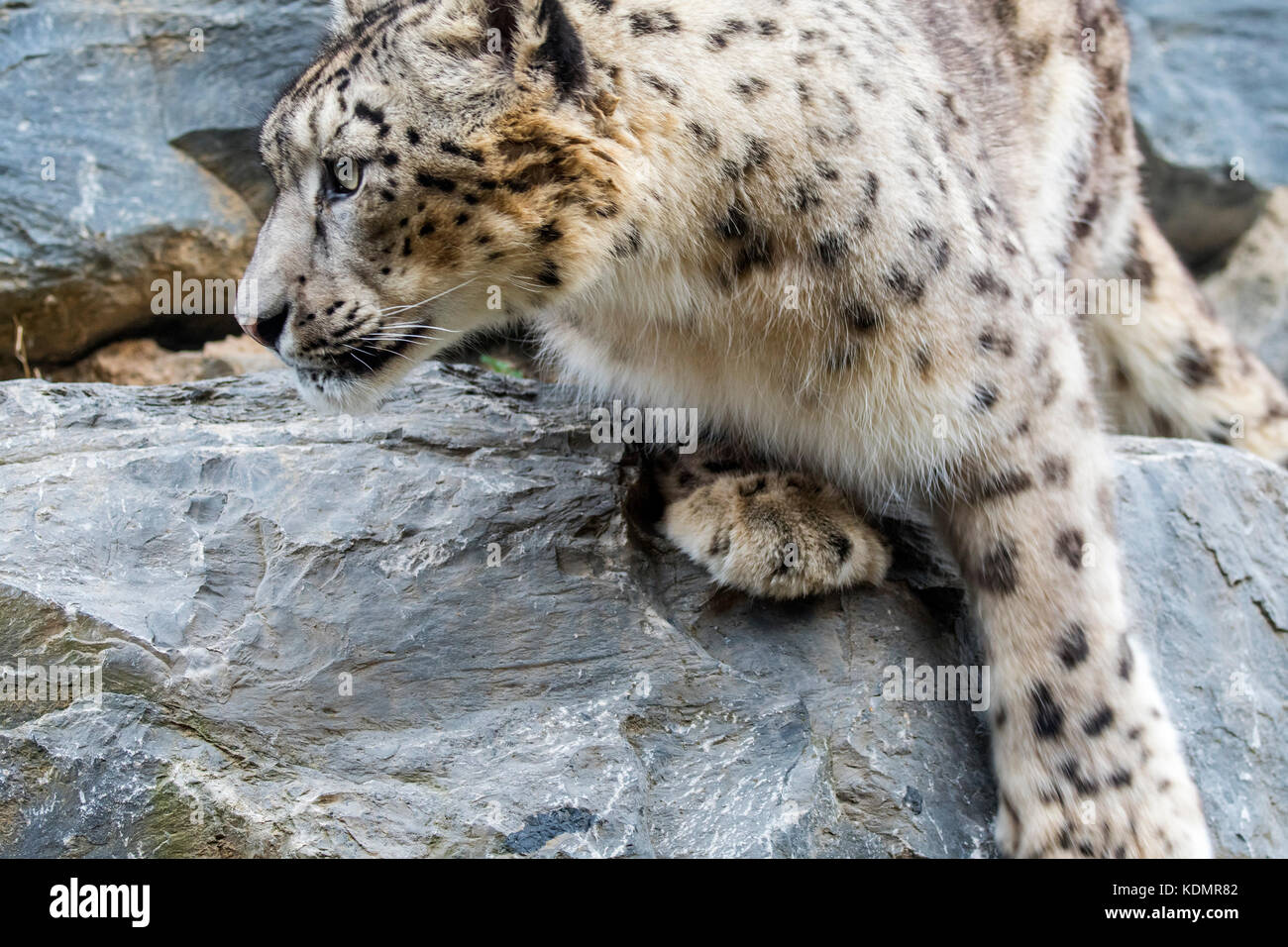 Snow leopard / ounce (Panthera uncia / Uncia uncia) stalking prey in ...