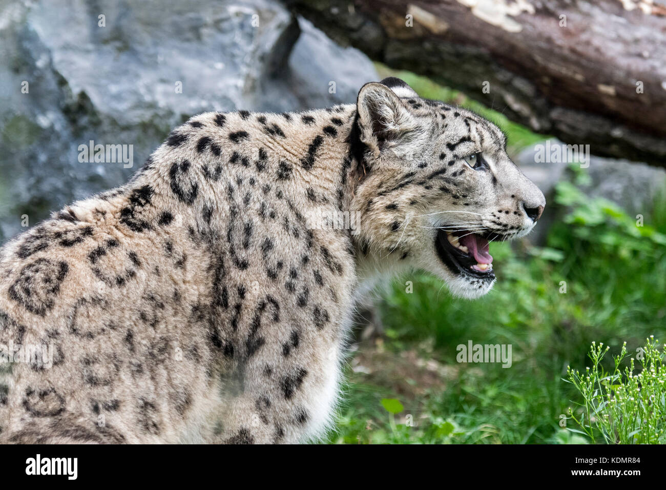 Snow leopard / ounce (Panthera uncia / Uncia uncia) native to the ...
