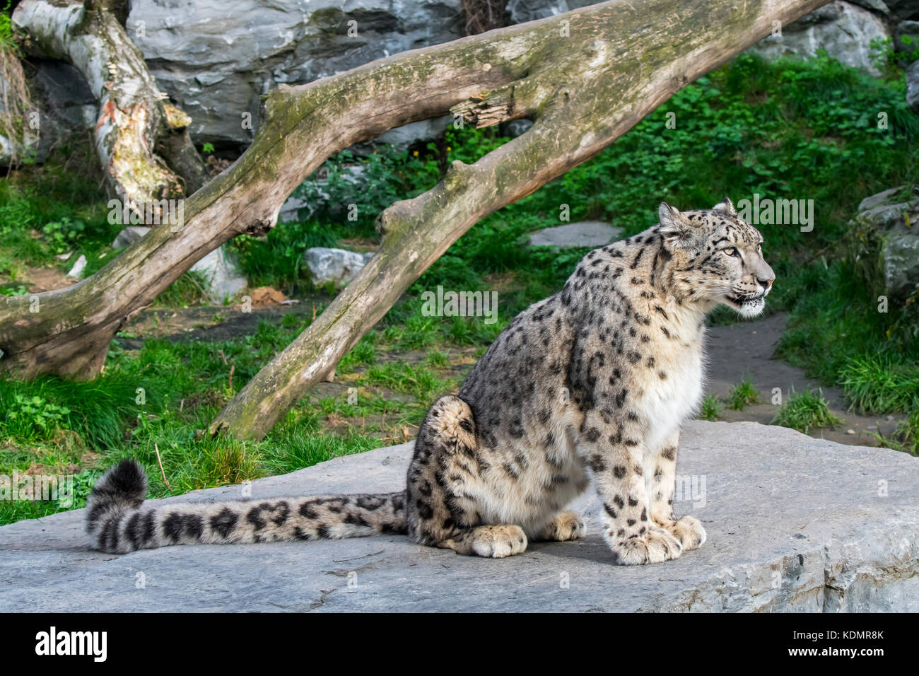 Snow leopard / ounce (Panthera uncia / Uncia uncia) native to the ...