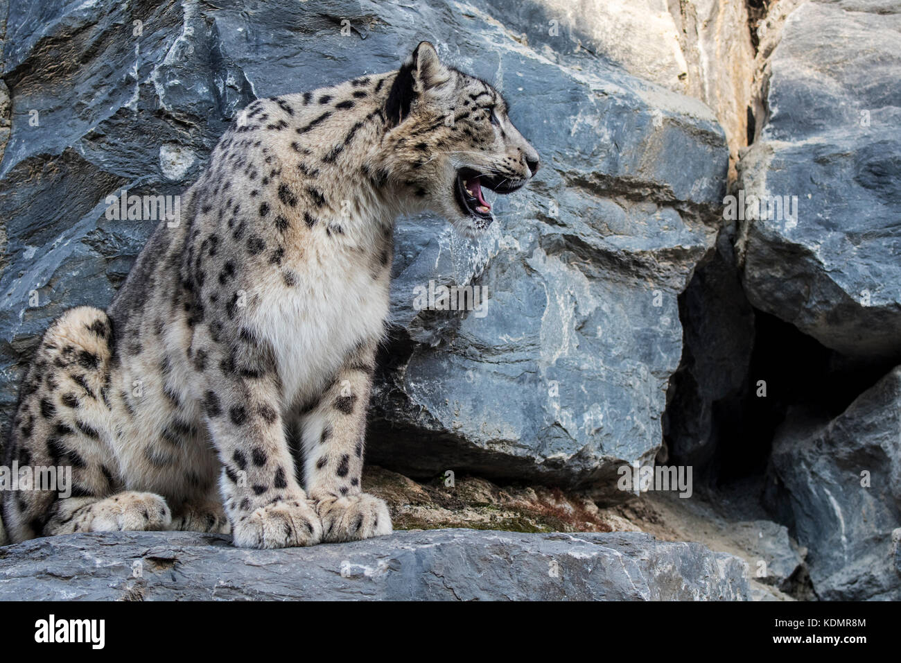 Snow leopard / ounce (Panthera uncia / Uncia uncia) looking for prey ...