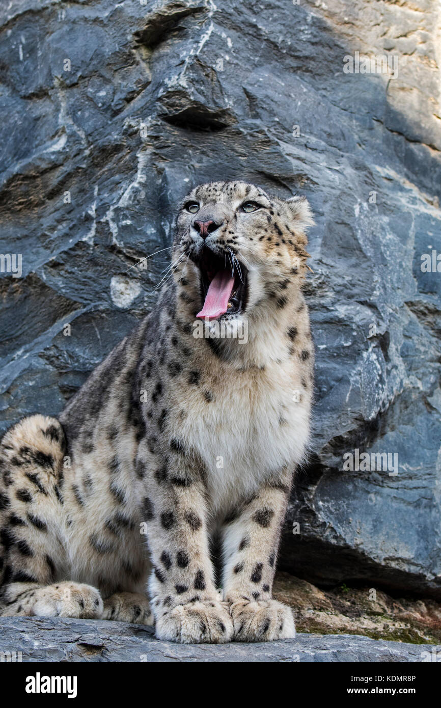 Leopard yawning hi-res stock photography and images - Alamy