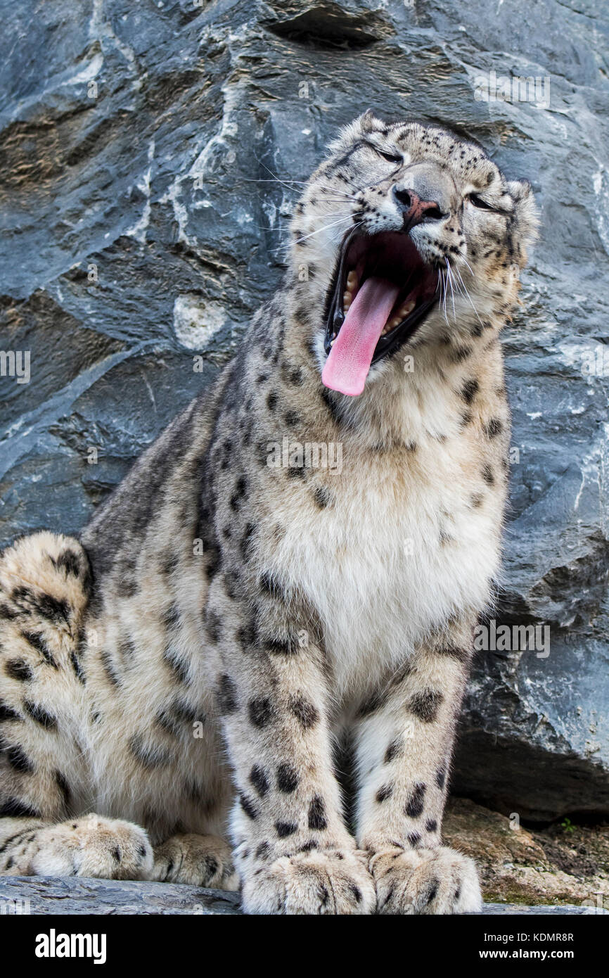 Snow leopard / ounce (Panthera uncia / Uncia uncia) in rock face ...