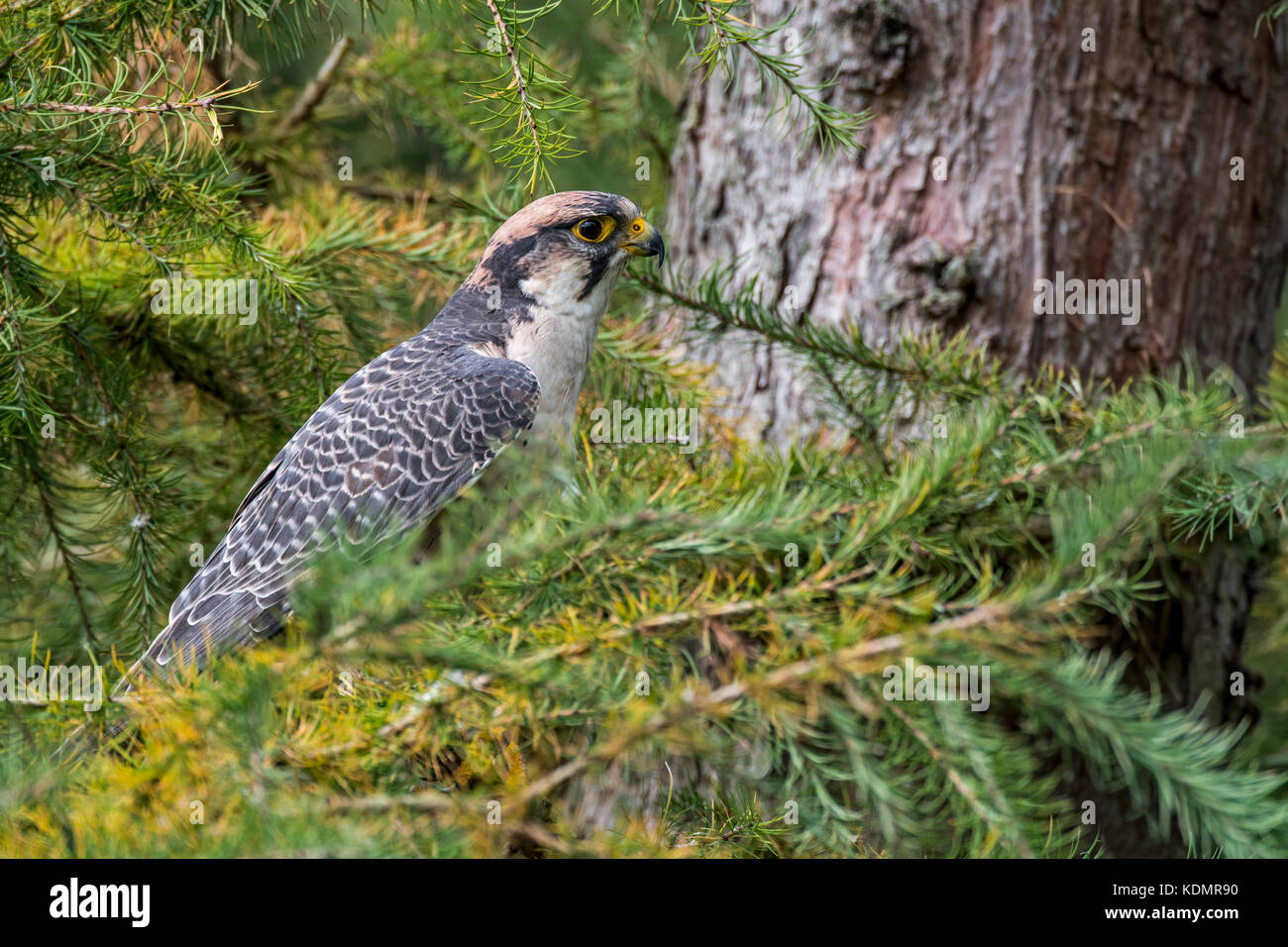 Lanner falcon (Falco biarmicus) perched in coniferous tree in forest ...