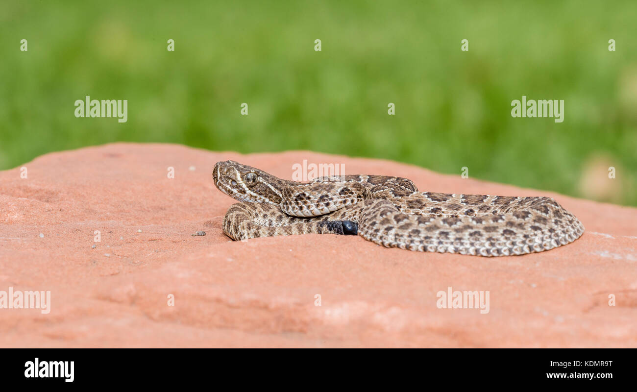 Baby rattlesnake hi-res stock photography and images - Alamy
