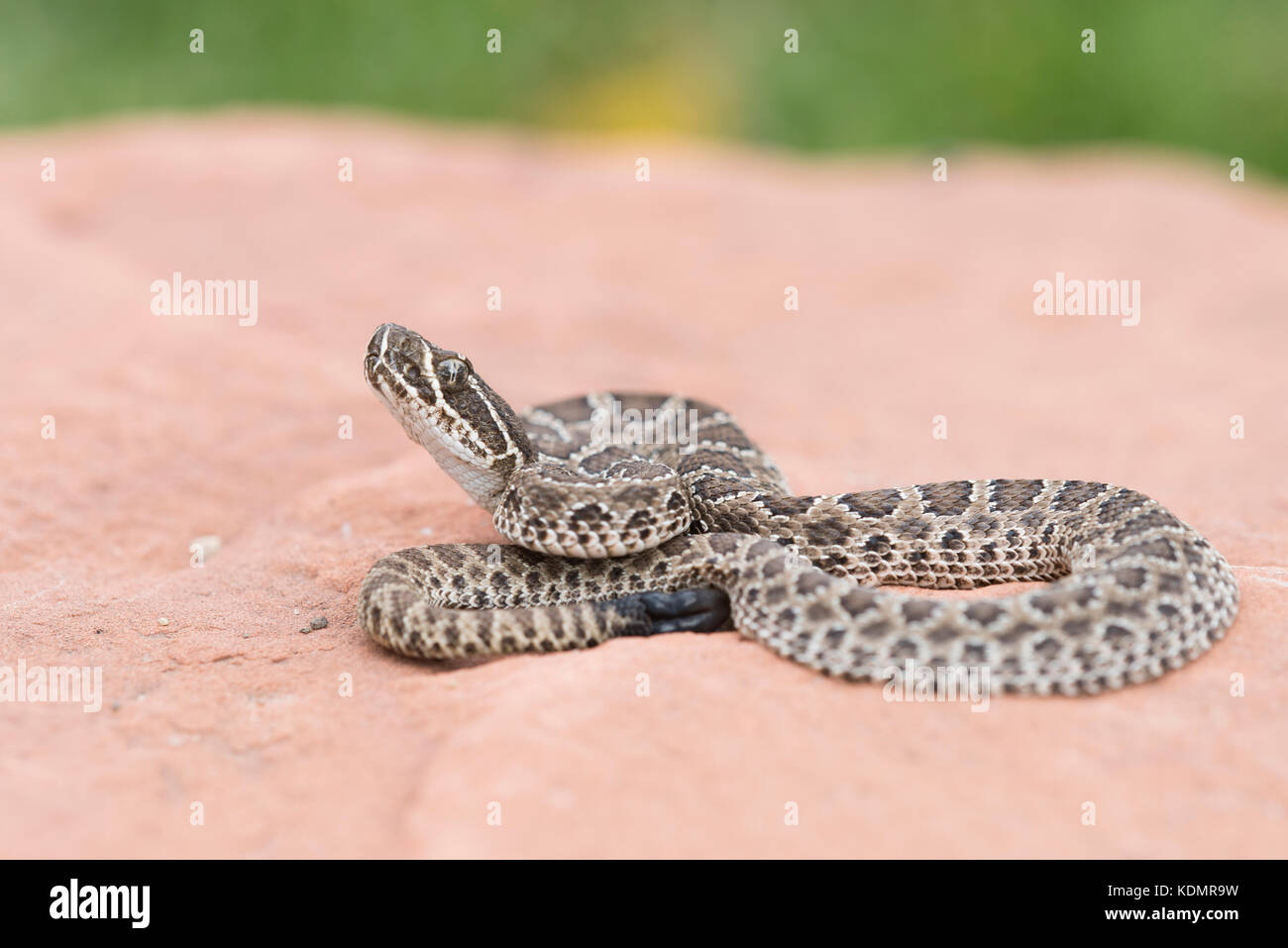 Baby Diamondback Rattlesnakes