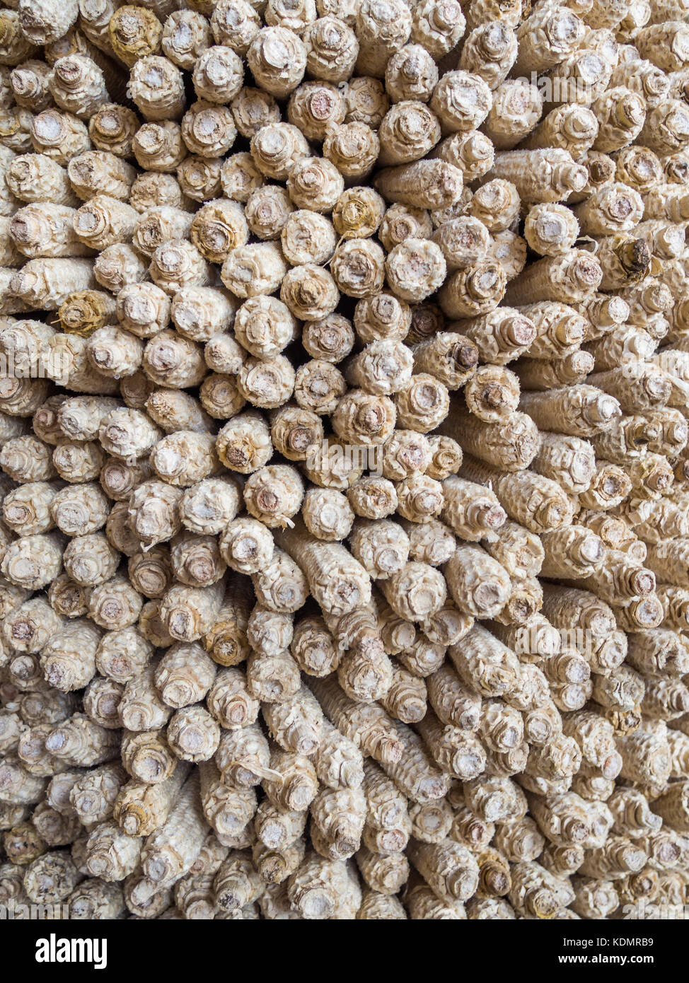Dried maize or corn cobs stacked to be used as fuel for wood fire, Ha ...
