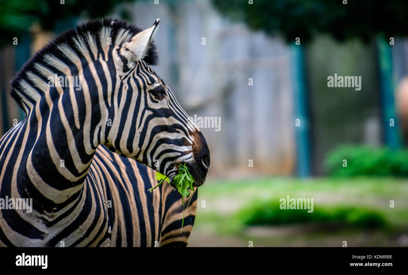 Female Chapmans zebra (Equus quagga chapmani)wild life animal Stock ...