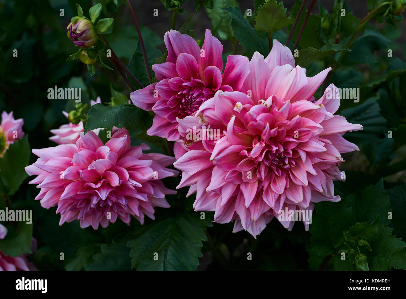 Pink dahlias taken at Wisley RHS garden Stock Photo - Alamy