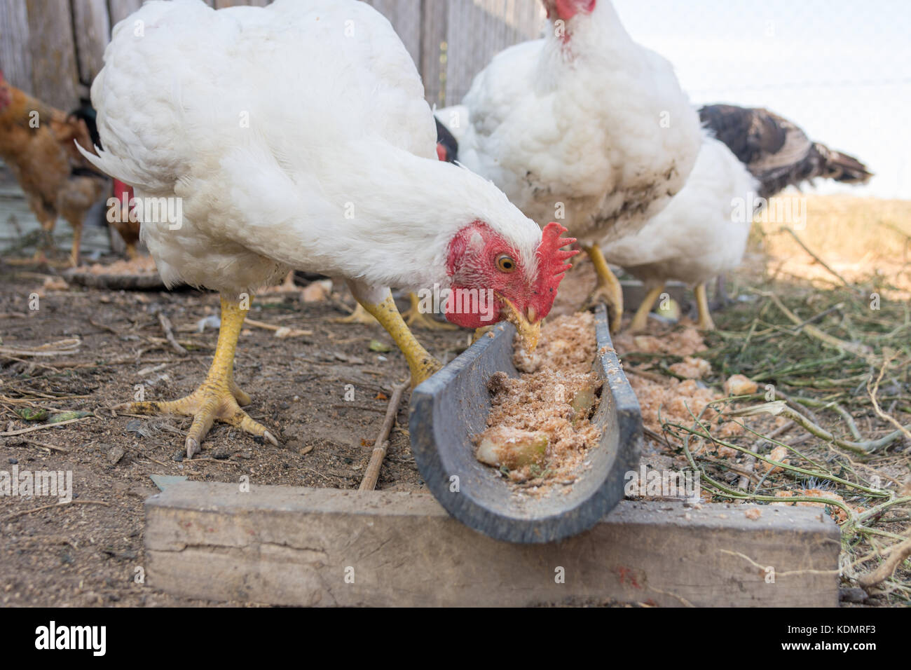 Chicken bites food from a homemade tray on the farm Stock Photo - Alamy