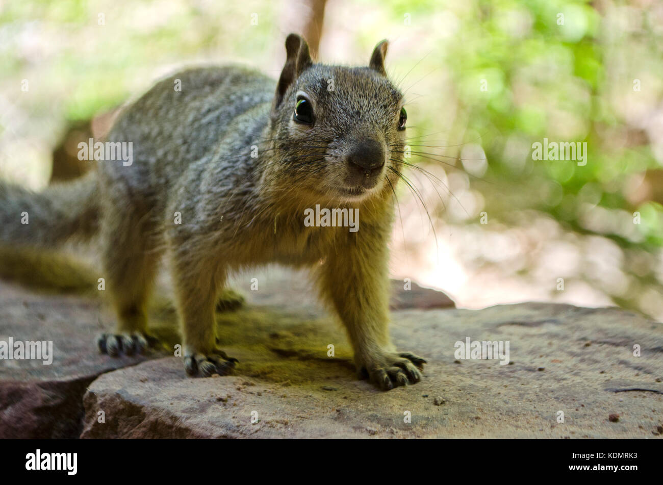 Close up of a Squirrel Stock Photo - Alamy
