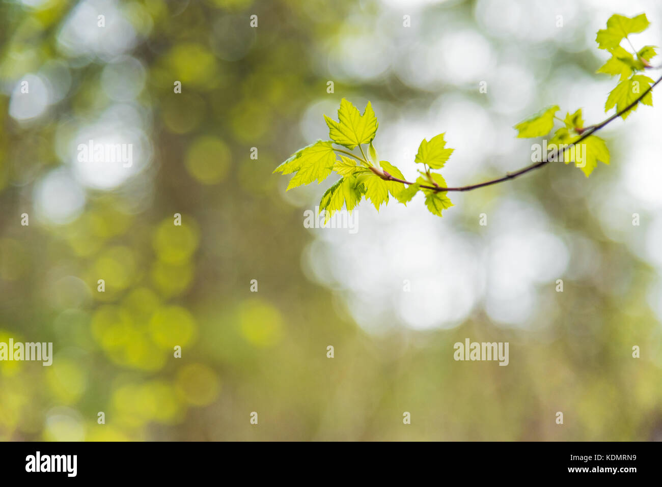 New Spring Leaves on a Branch Stock Photo - Alamy